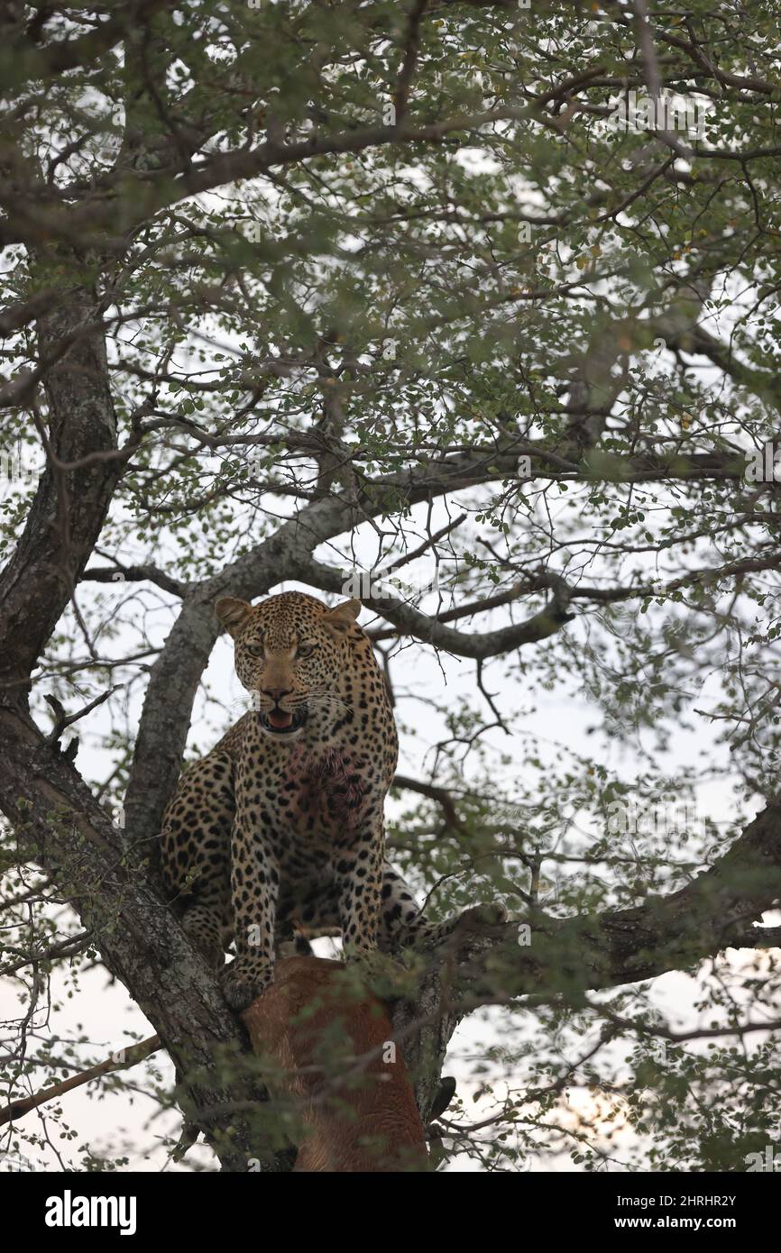 Young Leopard in a tree in South Africa Stock Photo - Alamy
