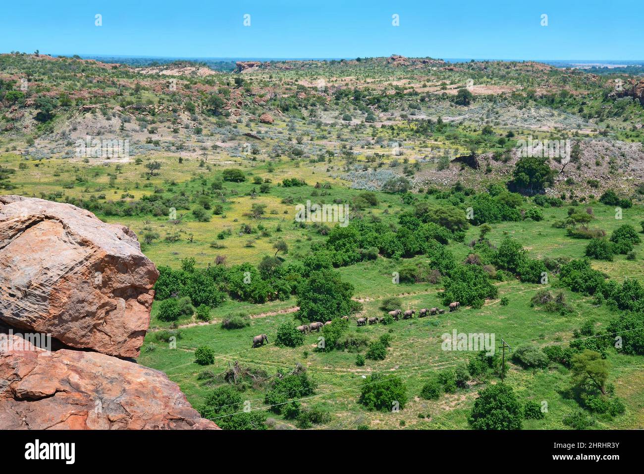 Landscape with herd of elephants, adults and cubs walking along ...