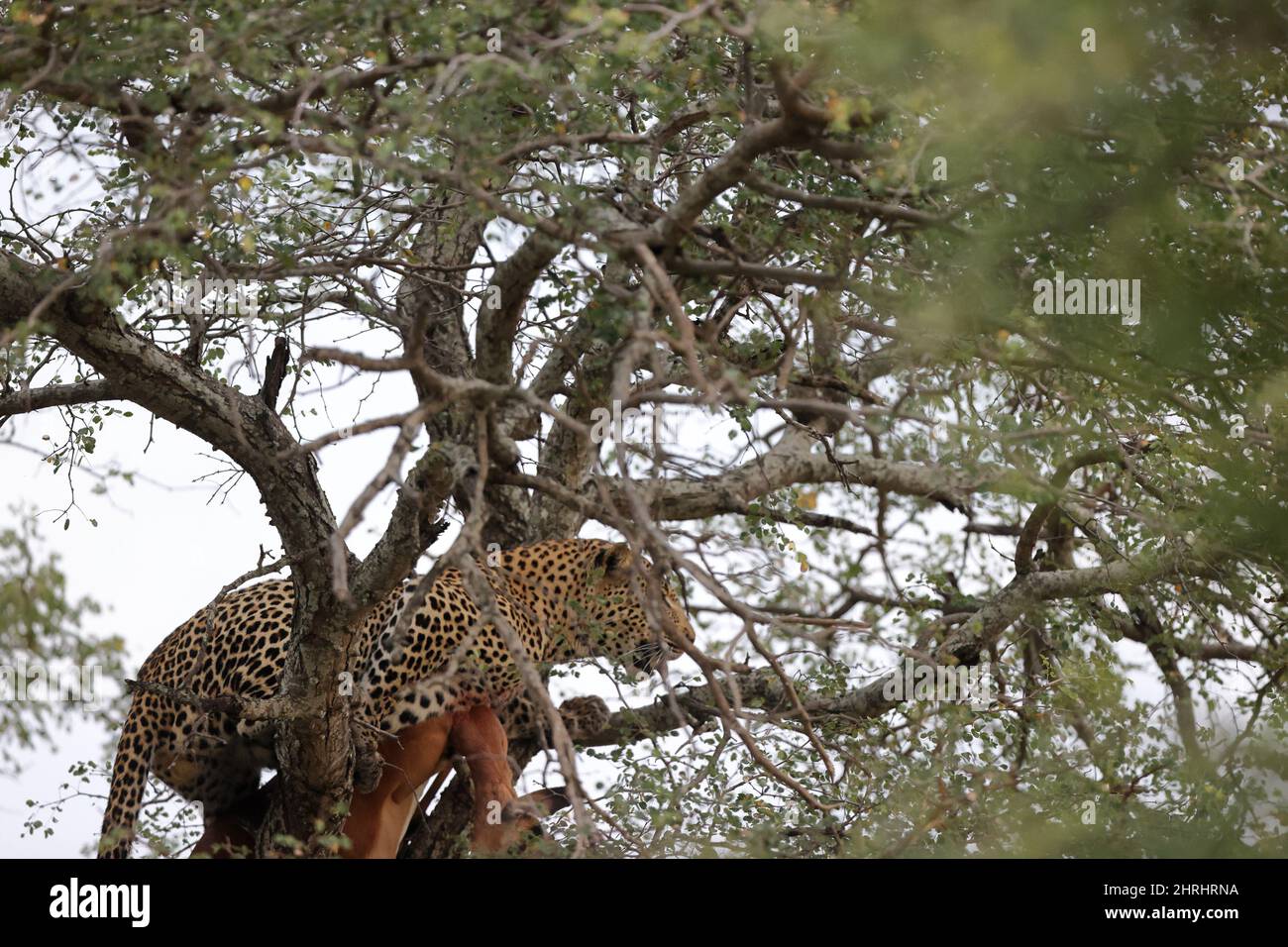 Young Leopard in a tree in South Africa Stock Photo - Alamy