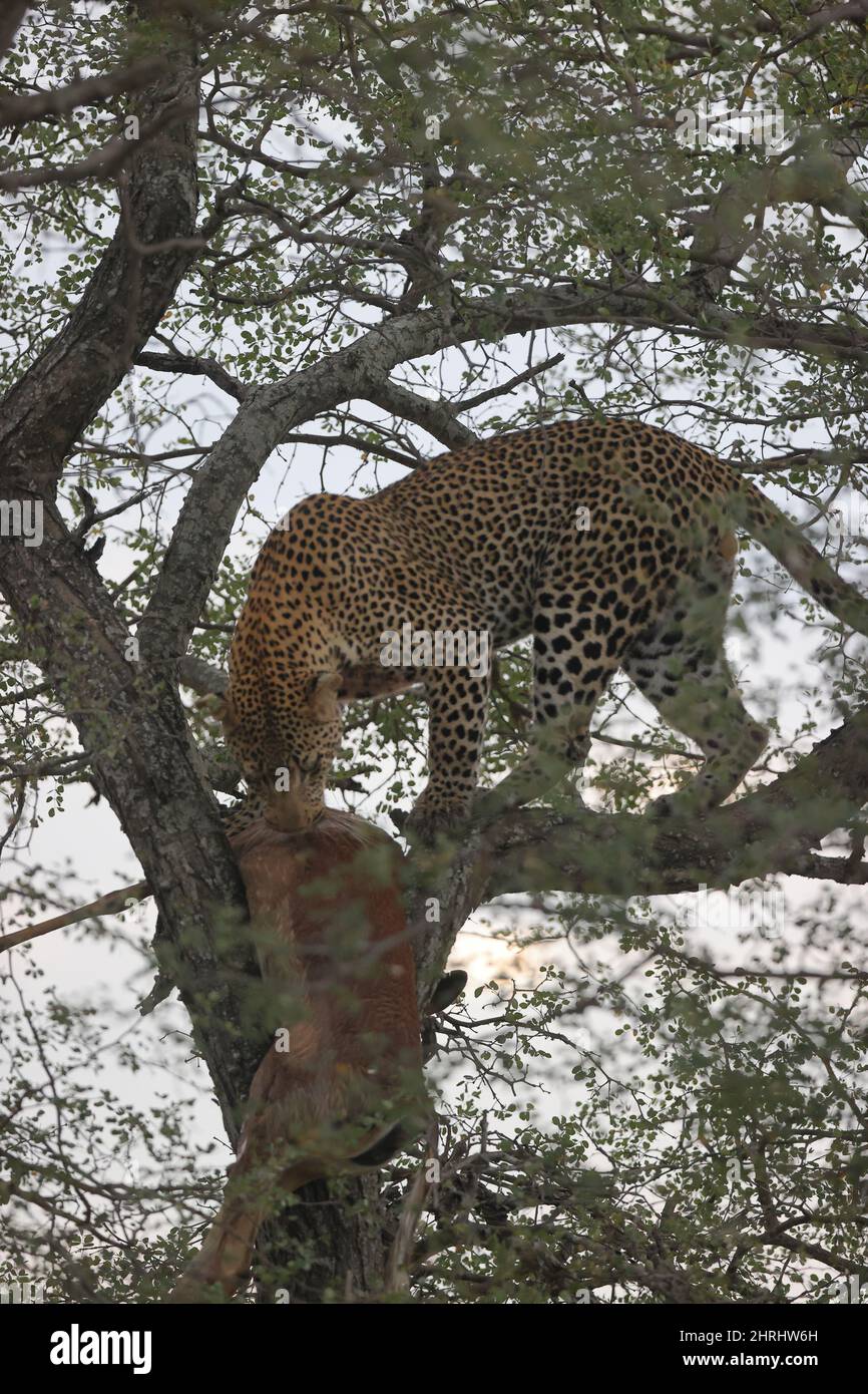 Young Leopard in a tree in South Africa Stock Photo - Alamy