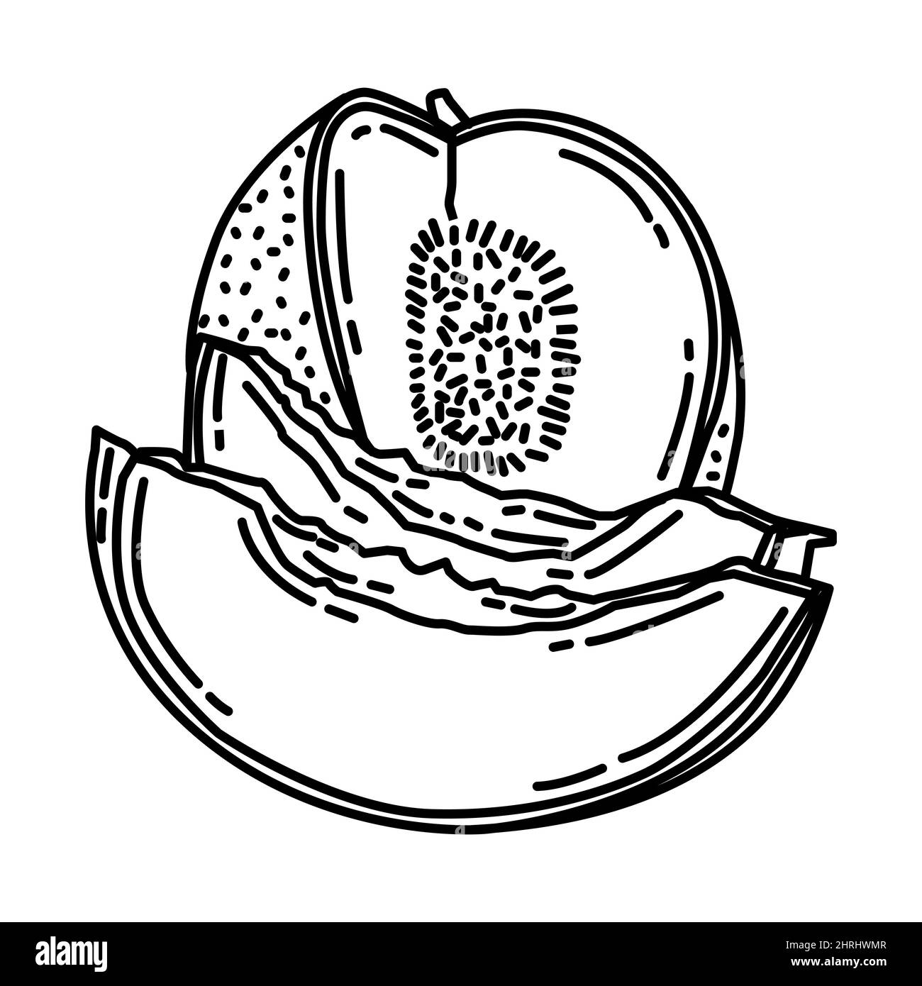 Muskmelon closeup Stock Vector Images - Alamy