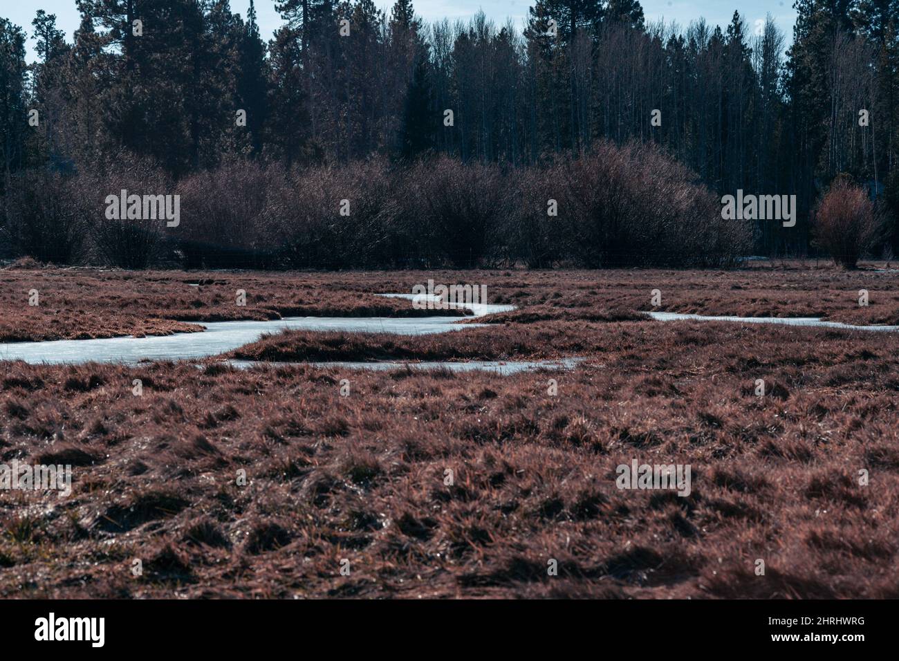 Beautiful view of dried grass with trees in the background Stock Photo ...
