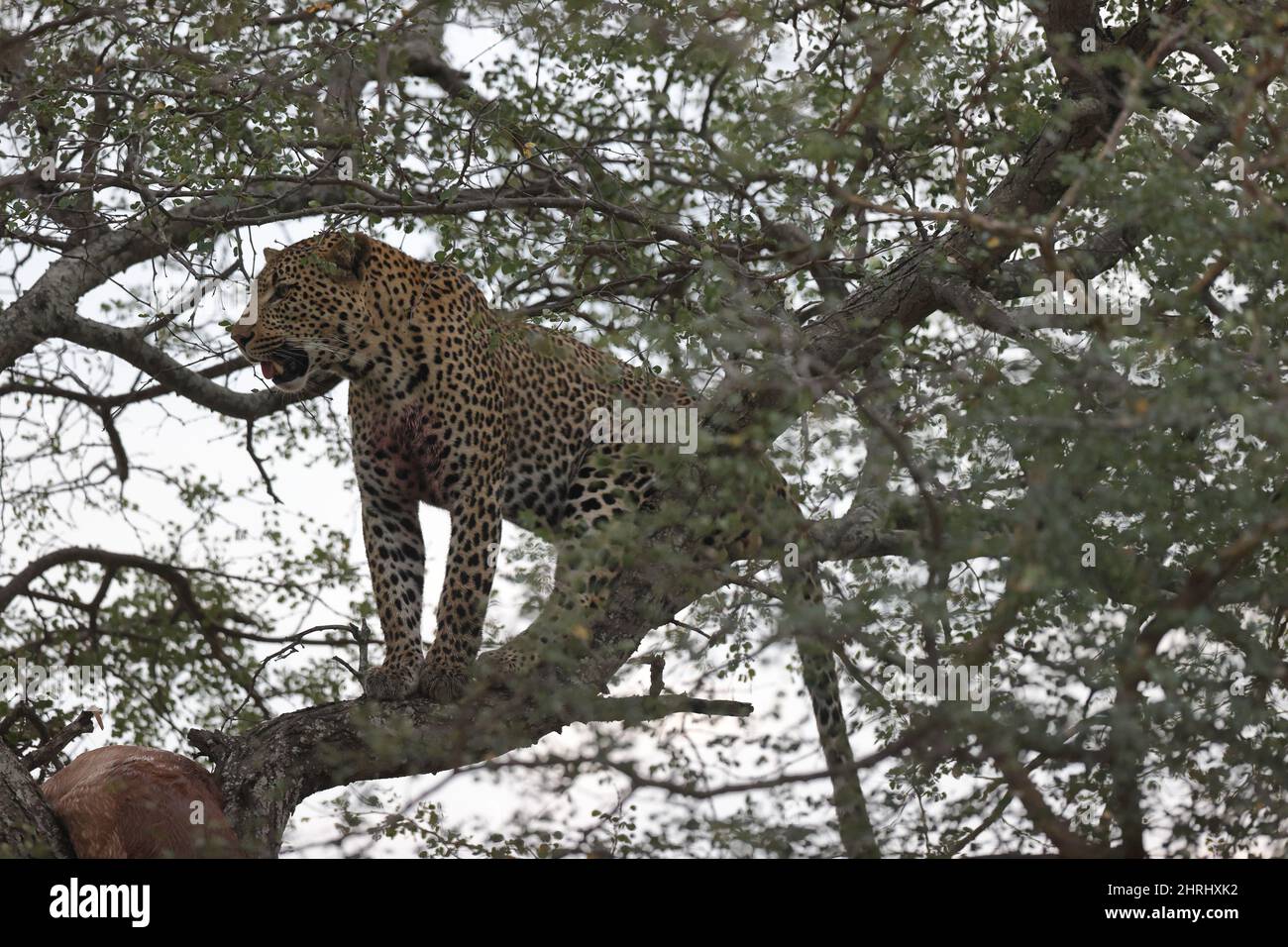 Young Leopard in a tree in South Africa Stock Photo - Alamy