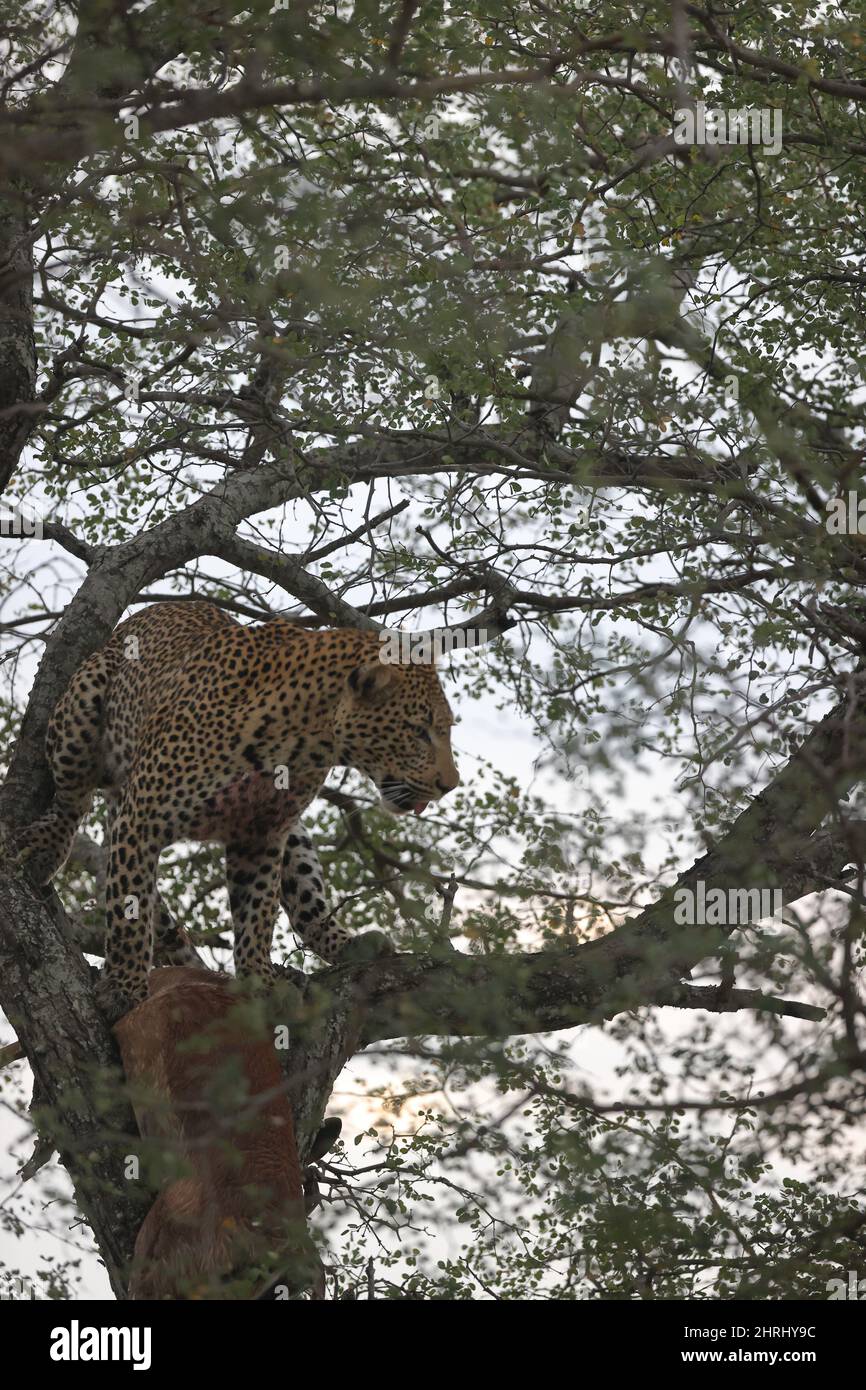 Young Leopard in a tree in South Africa Stock Photo - Alamy