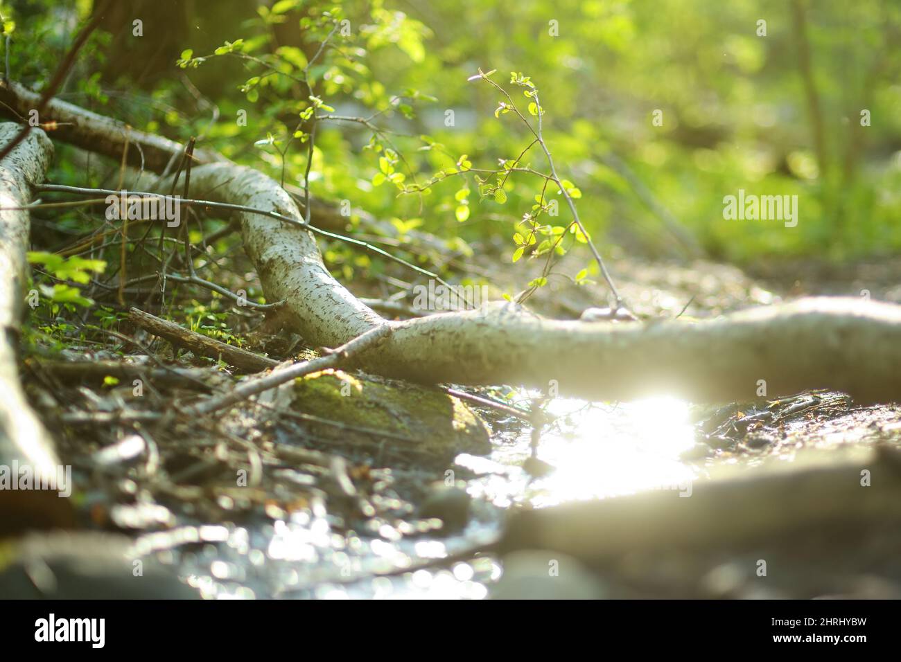 Narrow stream winding throught the dense green forest in early spring ...