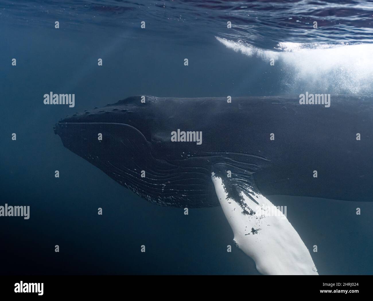 Humpback whale calmly swimming in the ocean Stock Photo - Alamy