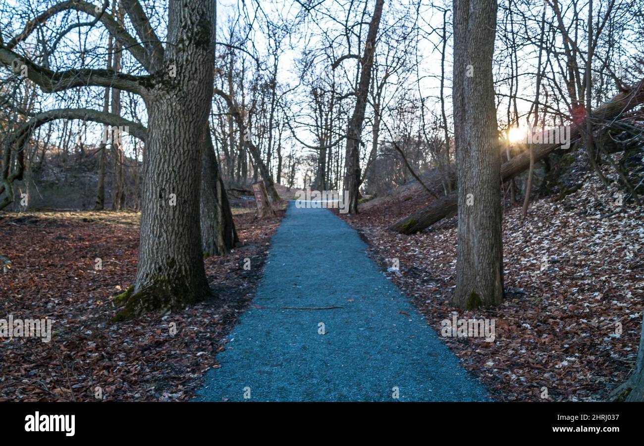 Narrow asphalt path in the middle of a forest with giant trees and dry ...