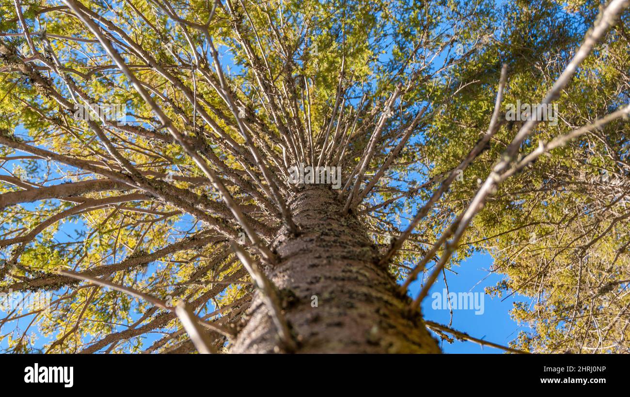 Low-angle shot of a tall tree with thin branches and leaves Stock Photo ...