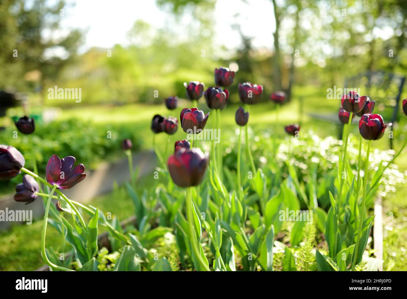Dark purple tulips grow in flower bed in the spring garden. Beautiful ...