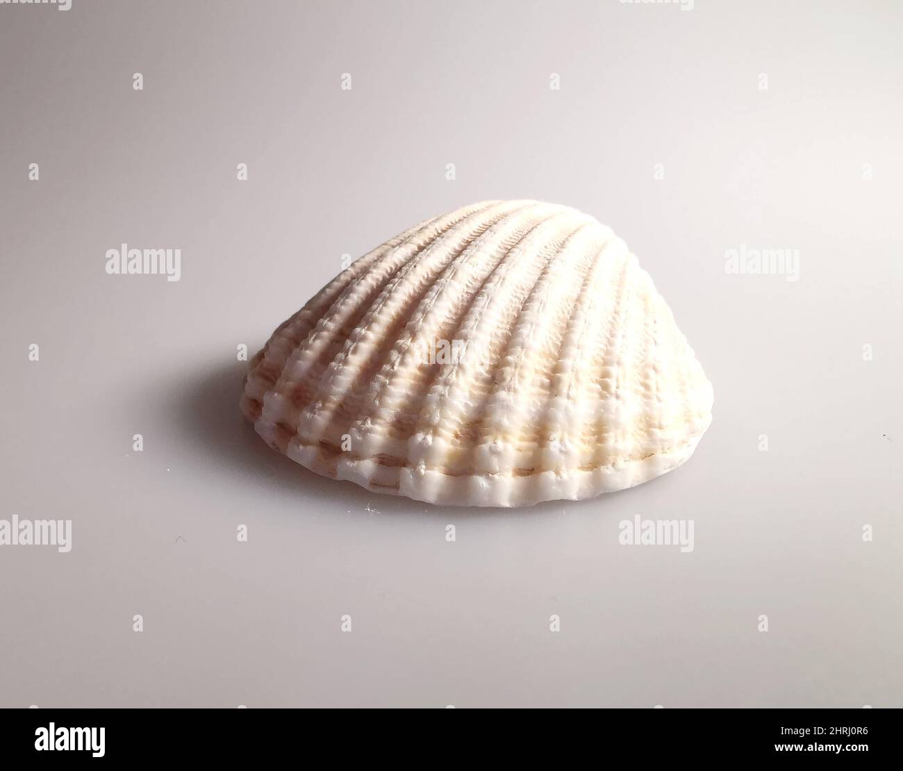 Close up of single shell with pattern detail against plain white ...