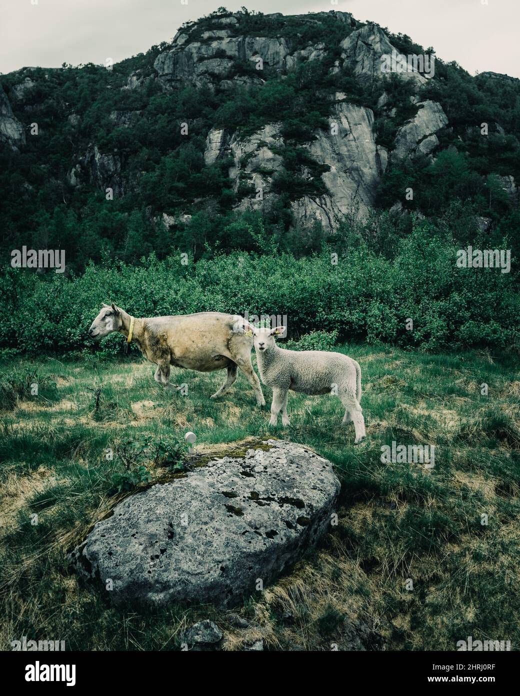 Vertical shot of two goats standing in a green field with a forested ...