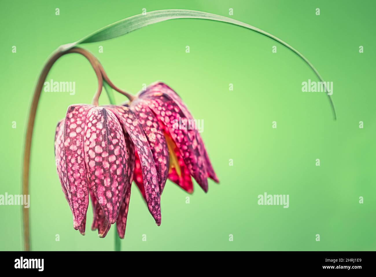 Close up on an endangered wild Chess Flower (Fritillaria meleagris) or ...