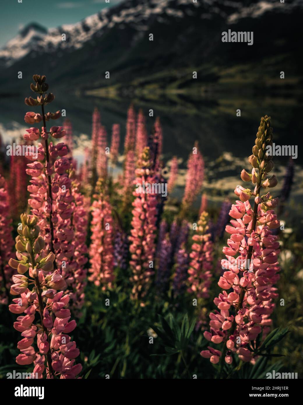 Closeup shot of pink flowers with a mountain and its reflection on ...