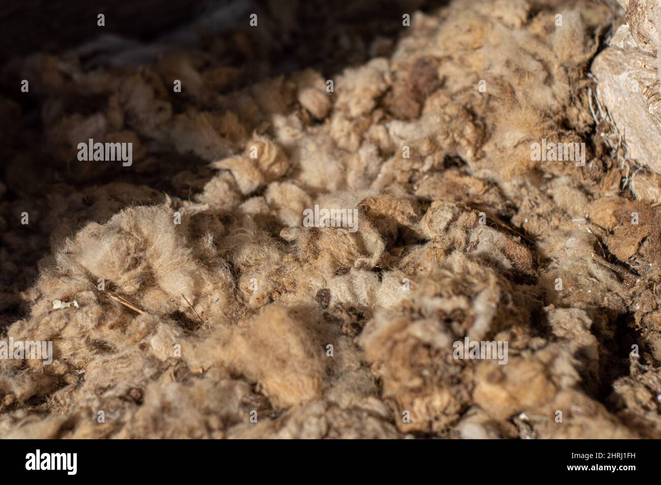 Pile of unclean raw wool Stock Photo - Alamy