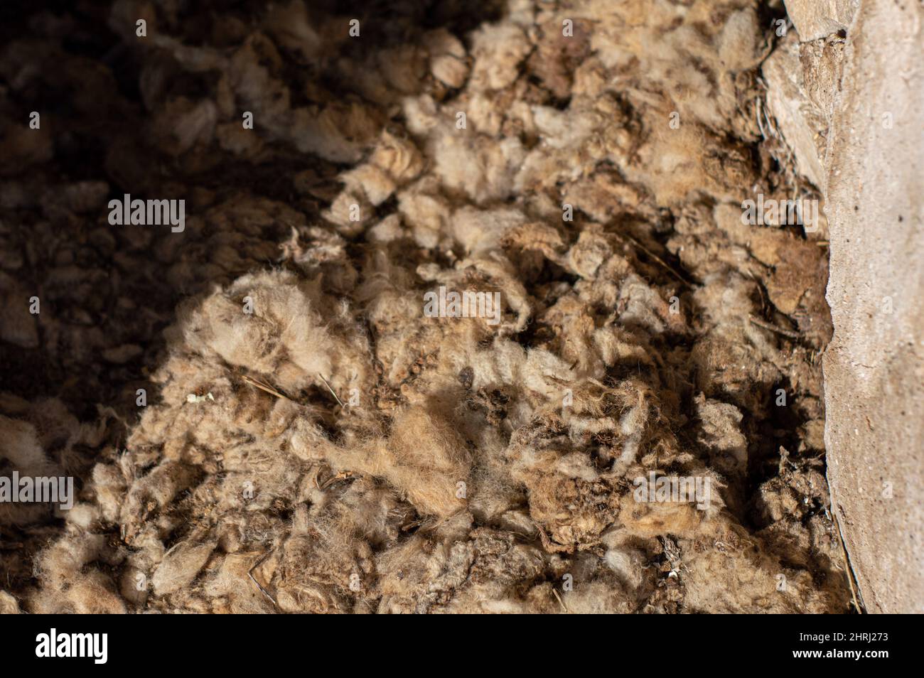 Pile of unclean raw wool Stock Photo - Alamy