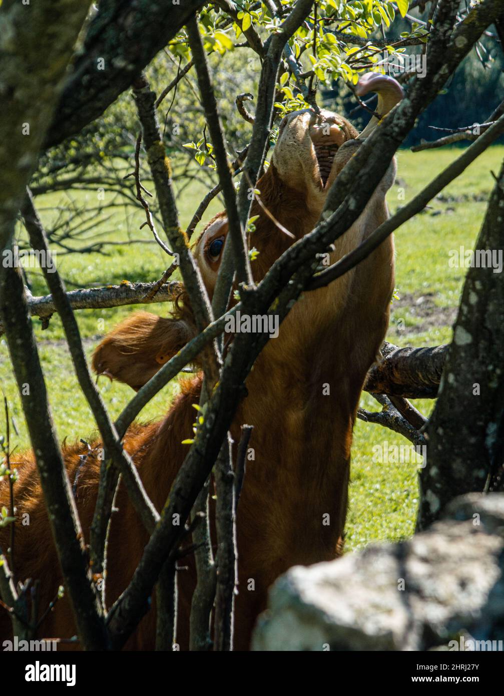 Cow eating from tree hi-res stock photography and images - Alamy