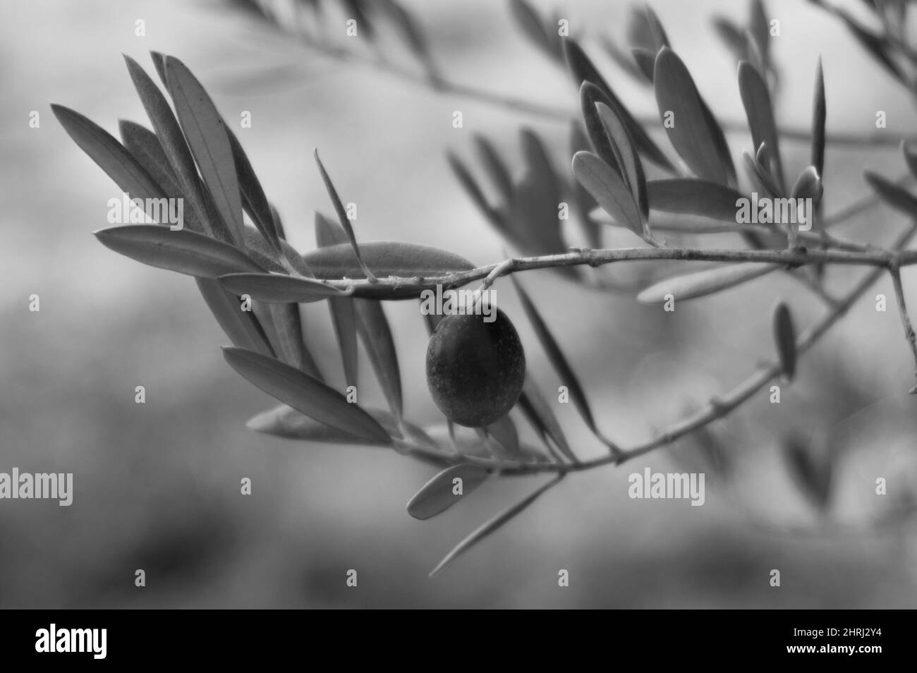 Grayscale shot of an olive tree branch Stock Photo - Alamy