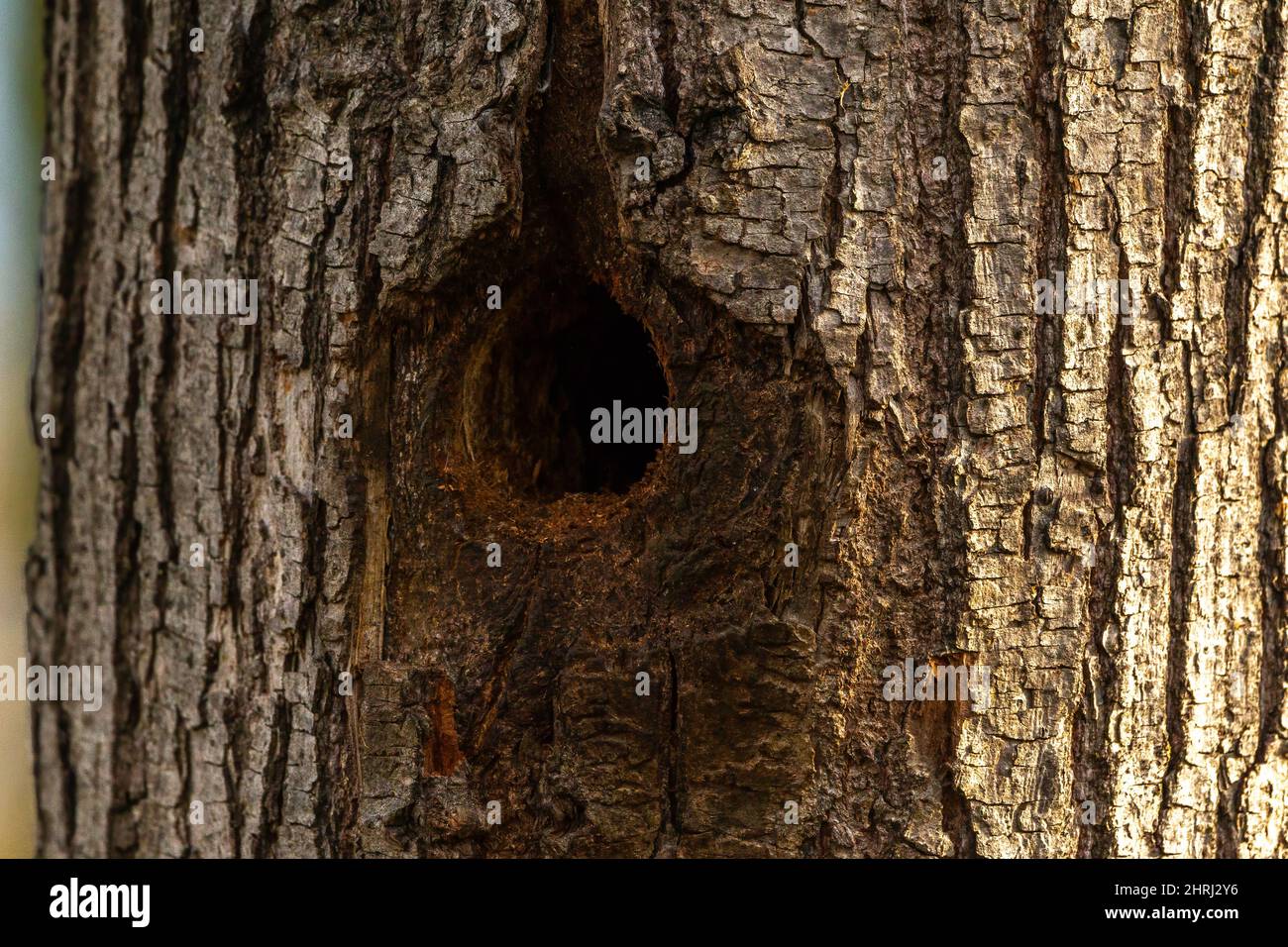 Closeup shot hollow in hi-res stock photography and images - Alamy