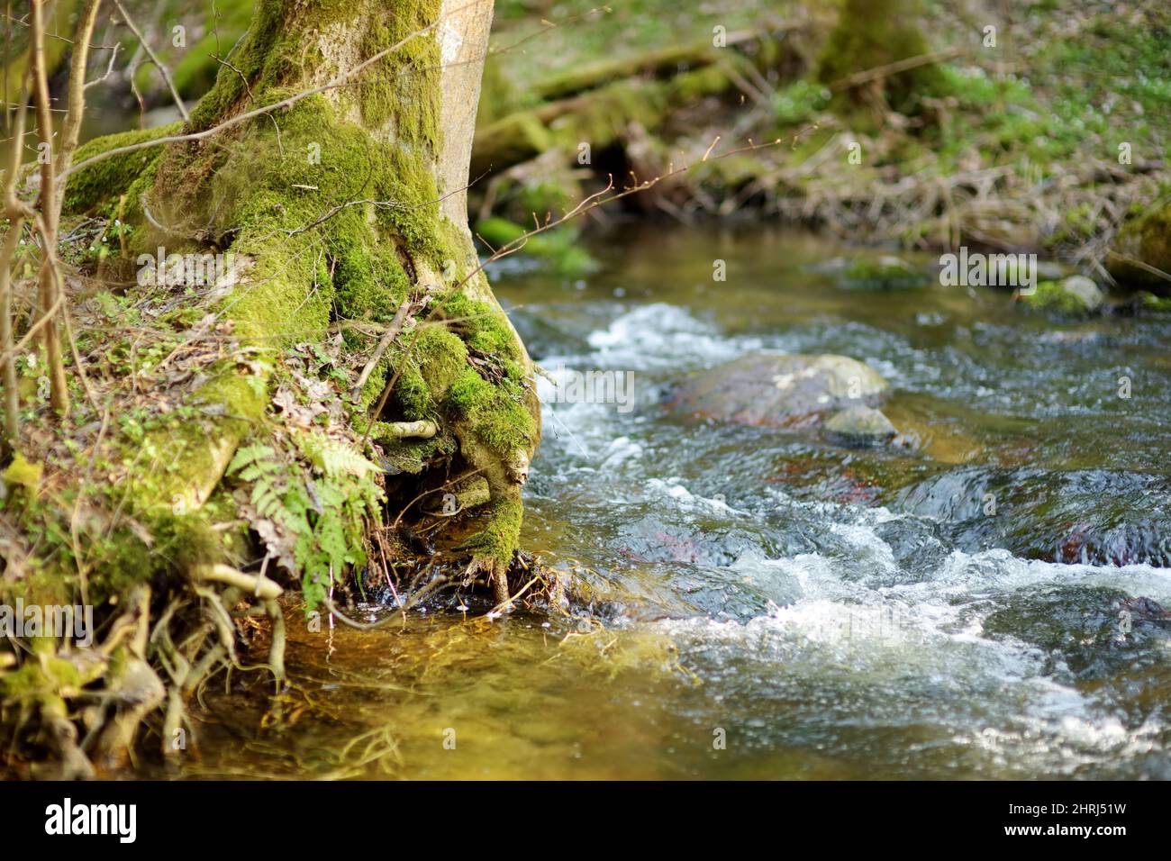 Narrow stream winding throught the dense green forest in early spring ...