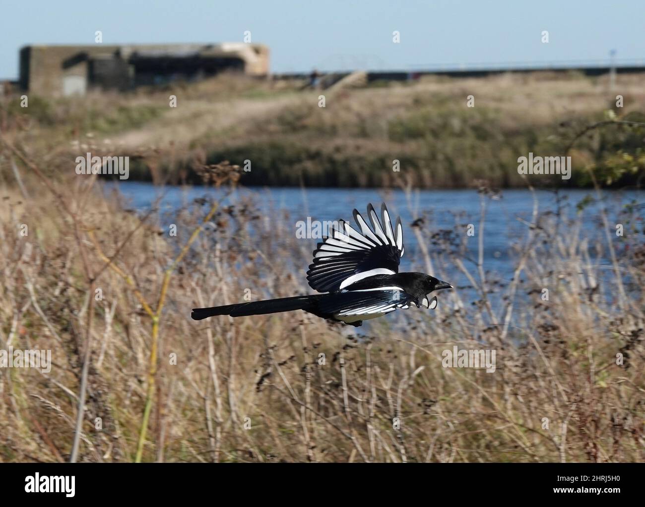 Magpie in flight hi-res stock photography and images - Alamy