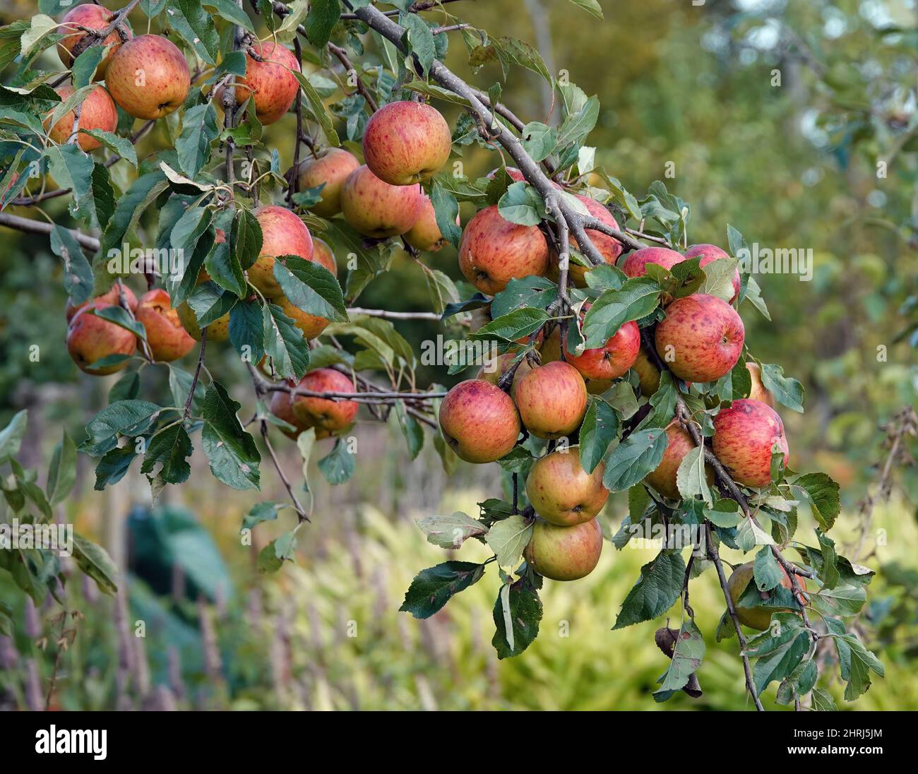 Red apple tree with fruits in a rural garden Stock Photo - Alamy