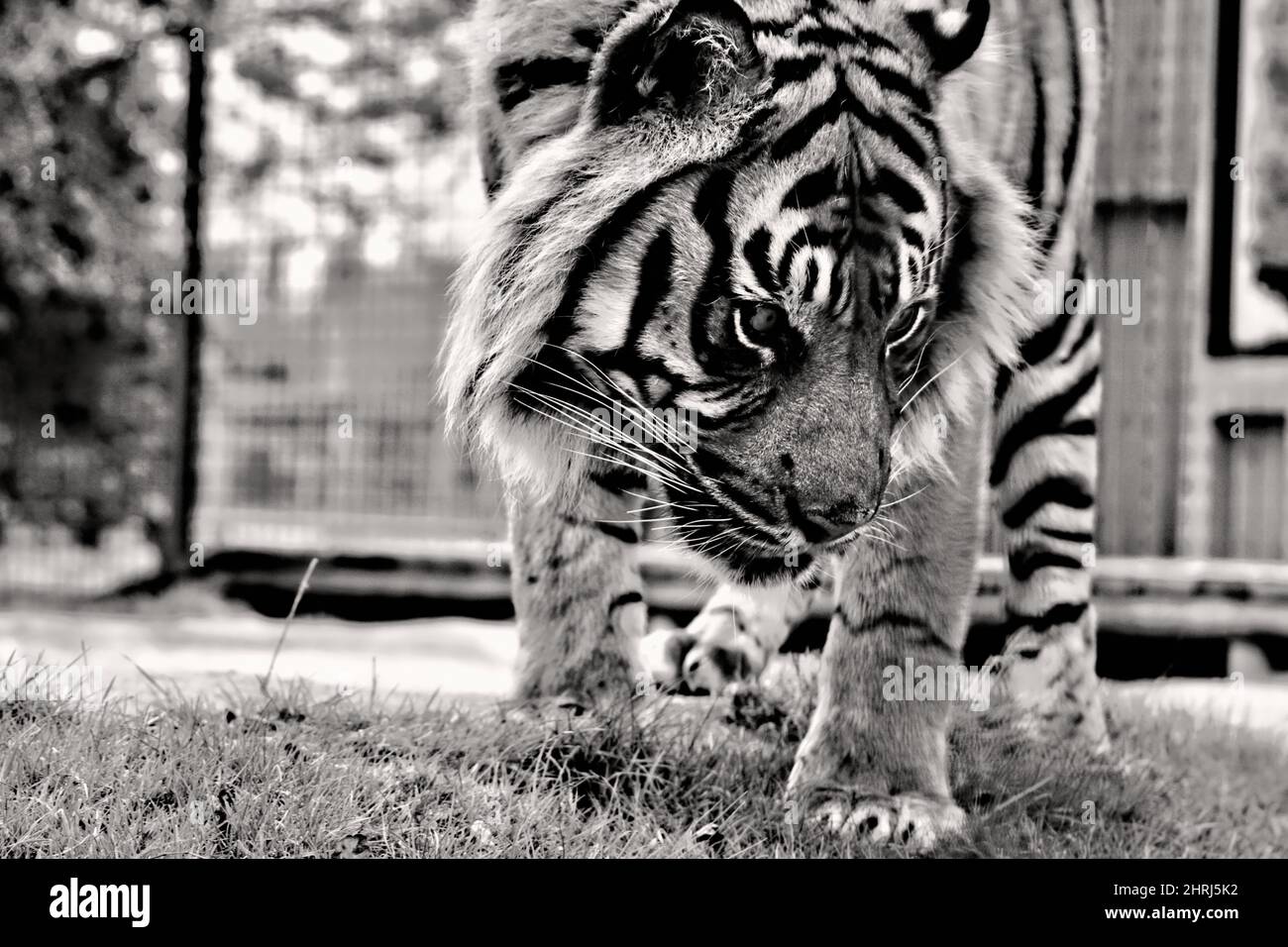 Grayscale of a tiger Stock Photo - Alamy