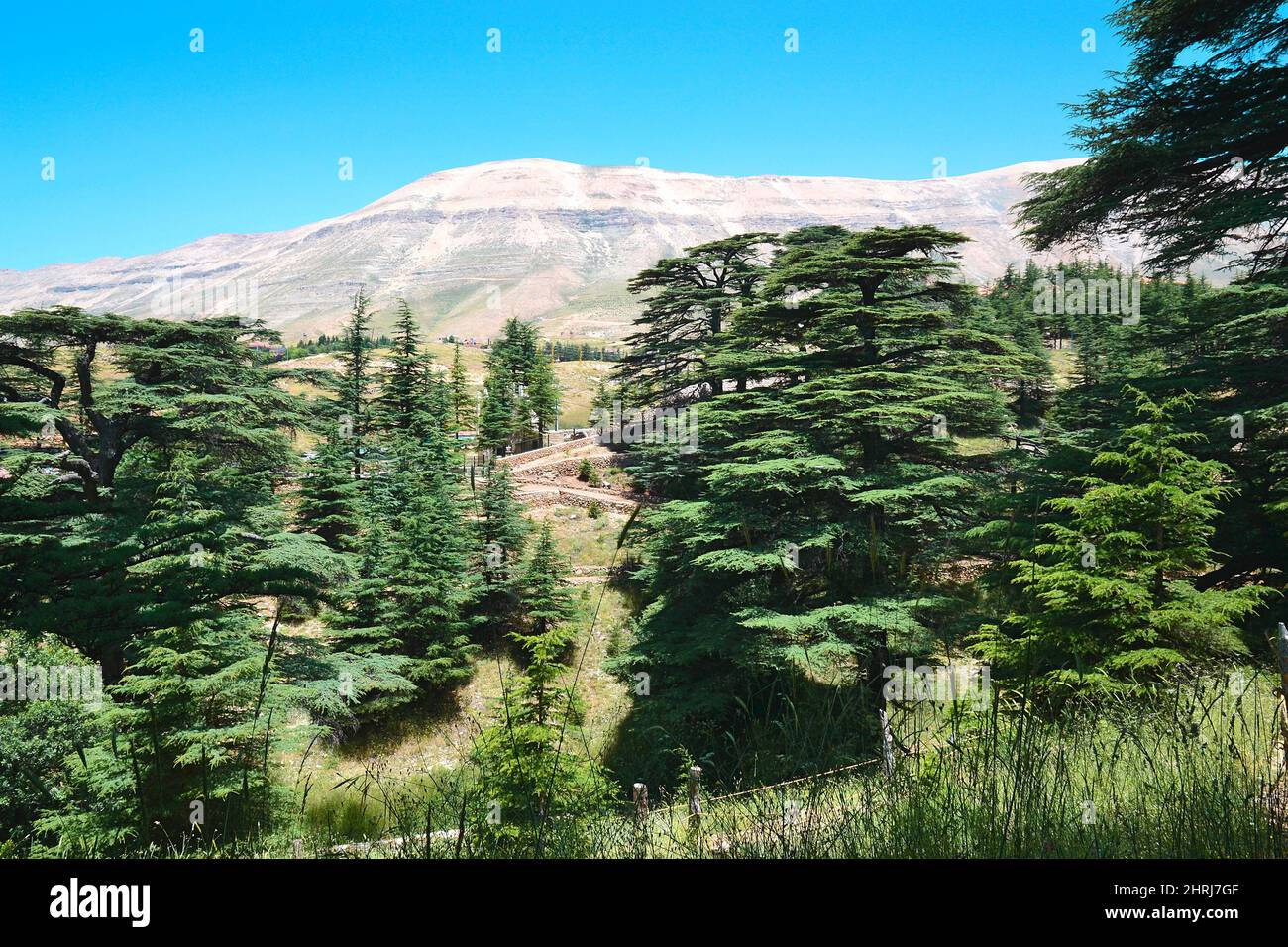 Lebanese Tree Symbol