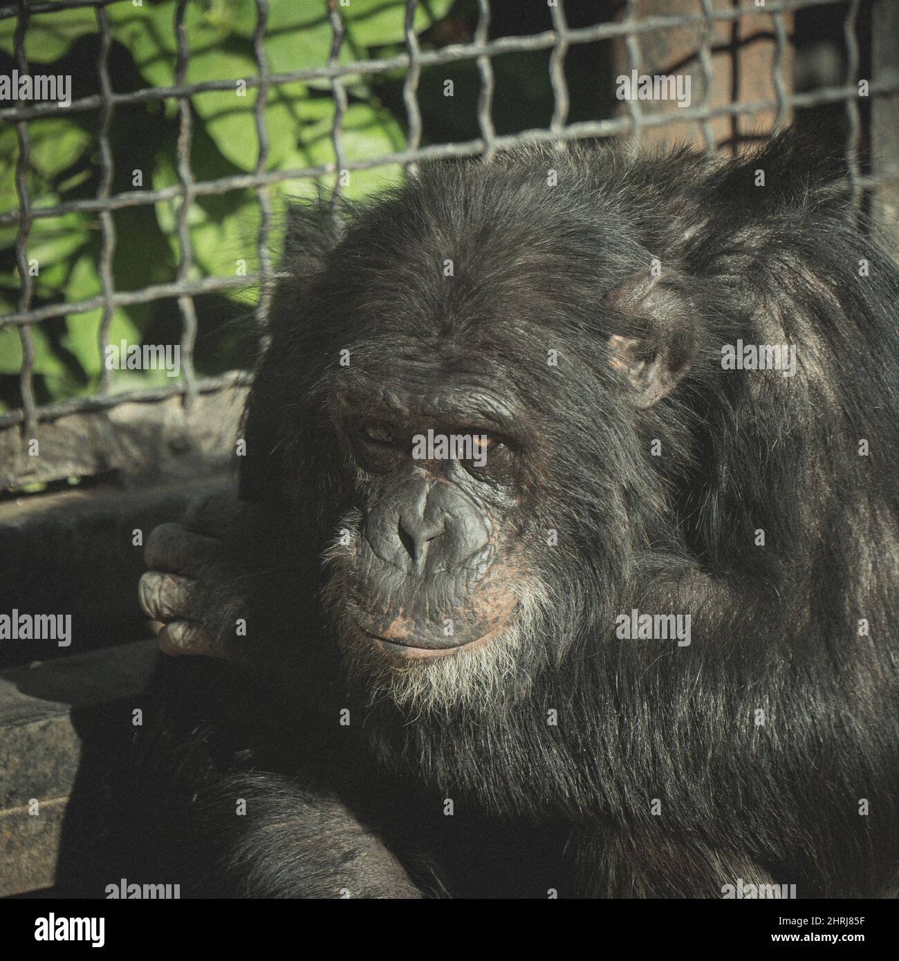 Big black monkey hi-res stock photography and images - Alamy