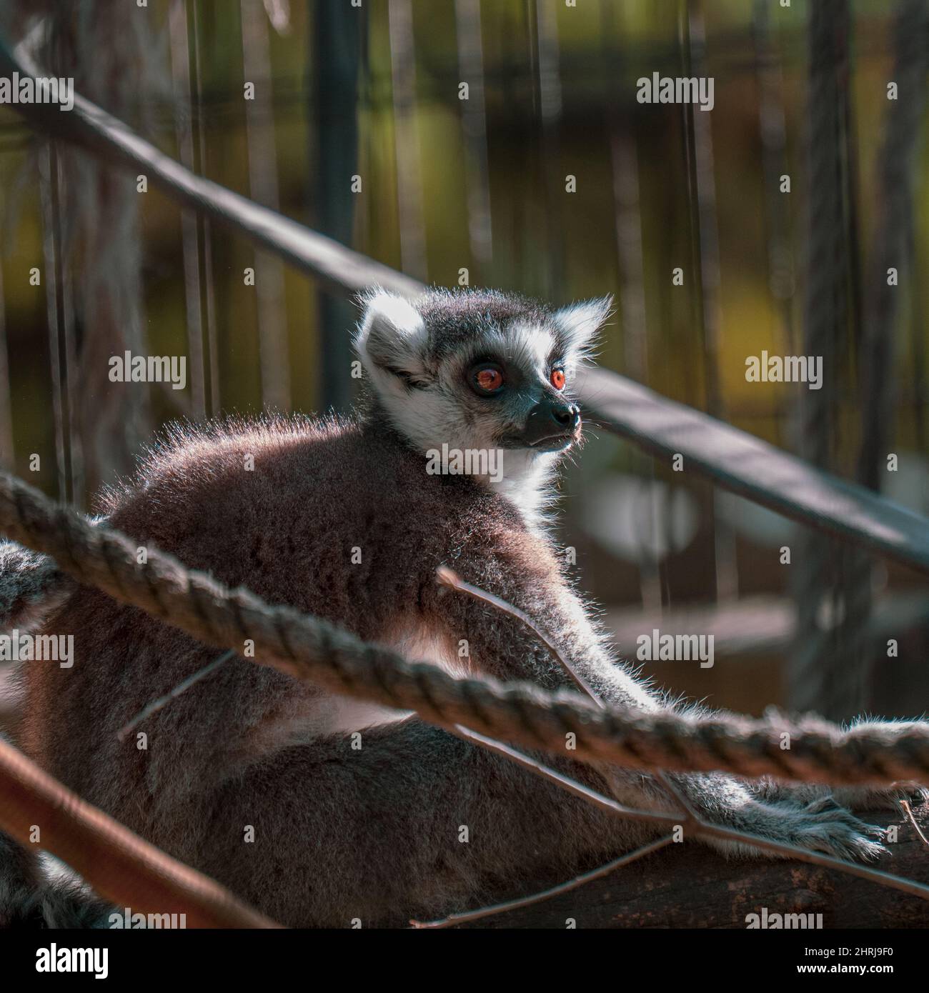 Subfossil hi-res stock photography and images - Alamy