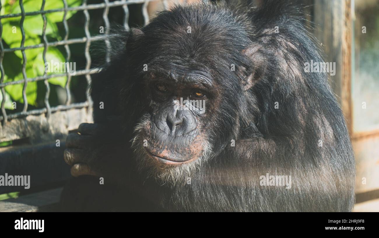 Big black monkey hi-res stock photography and images - Alamy