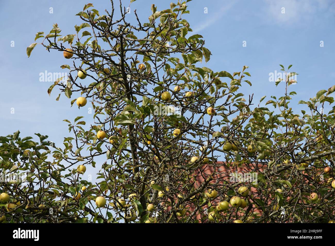 Apple tree with fruits in a rural garden Stock Photo - Alamy