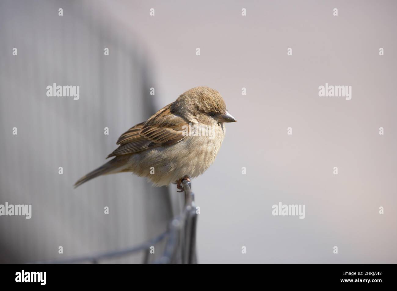 Beautiful sparrows. A photo of sparrow Stock Photo - Alamy