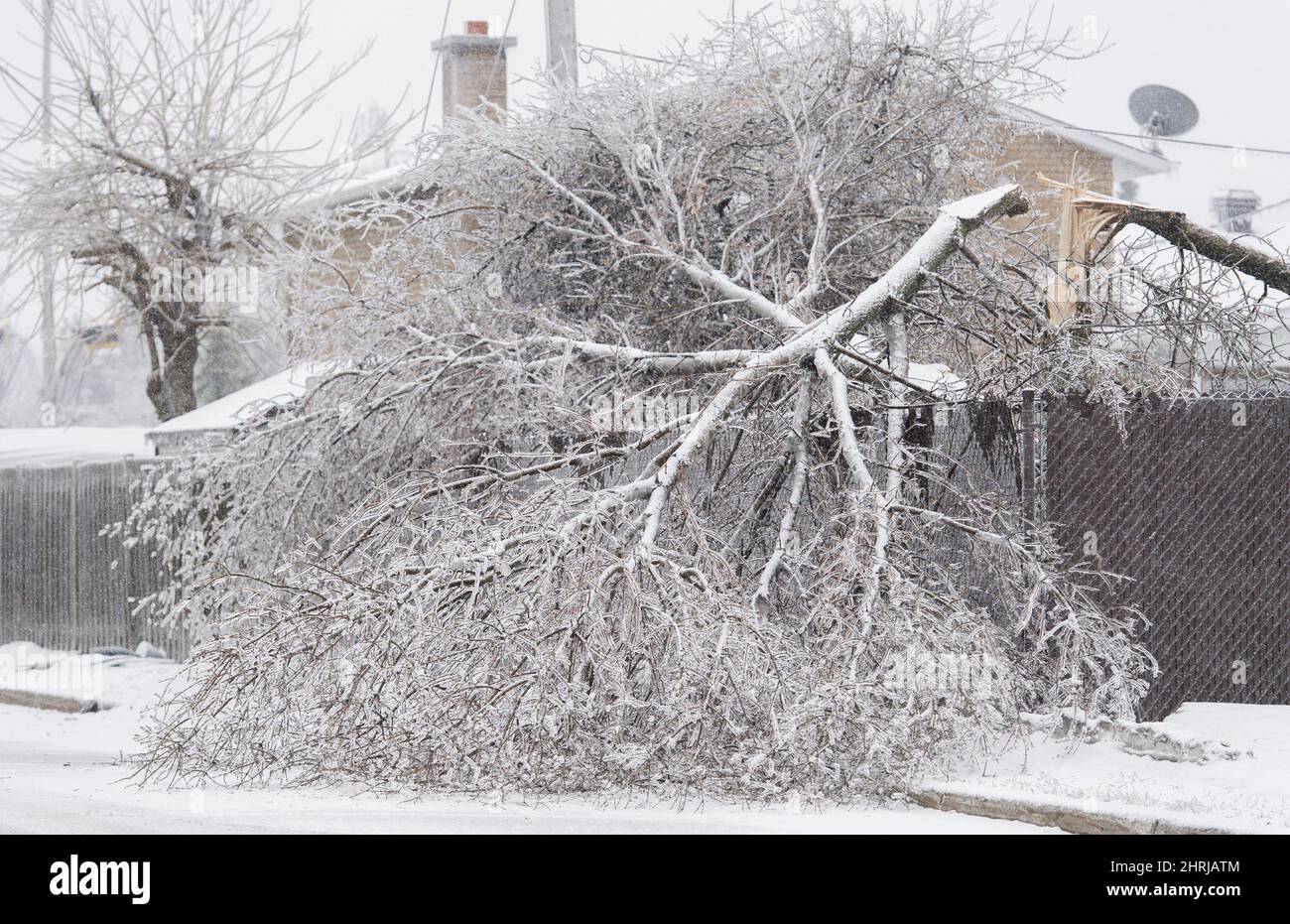 A broken branch is shown following a storm with freezing rain and ...