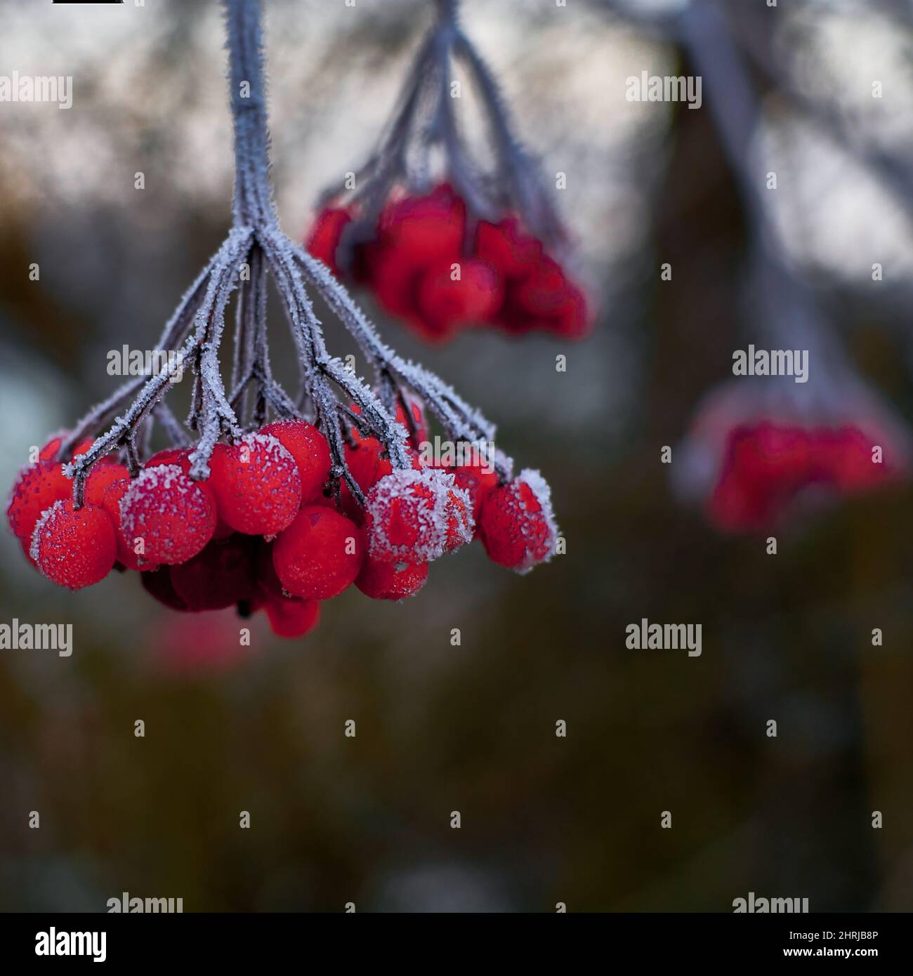 Red berry branches in frost Stock Photo - Alamy