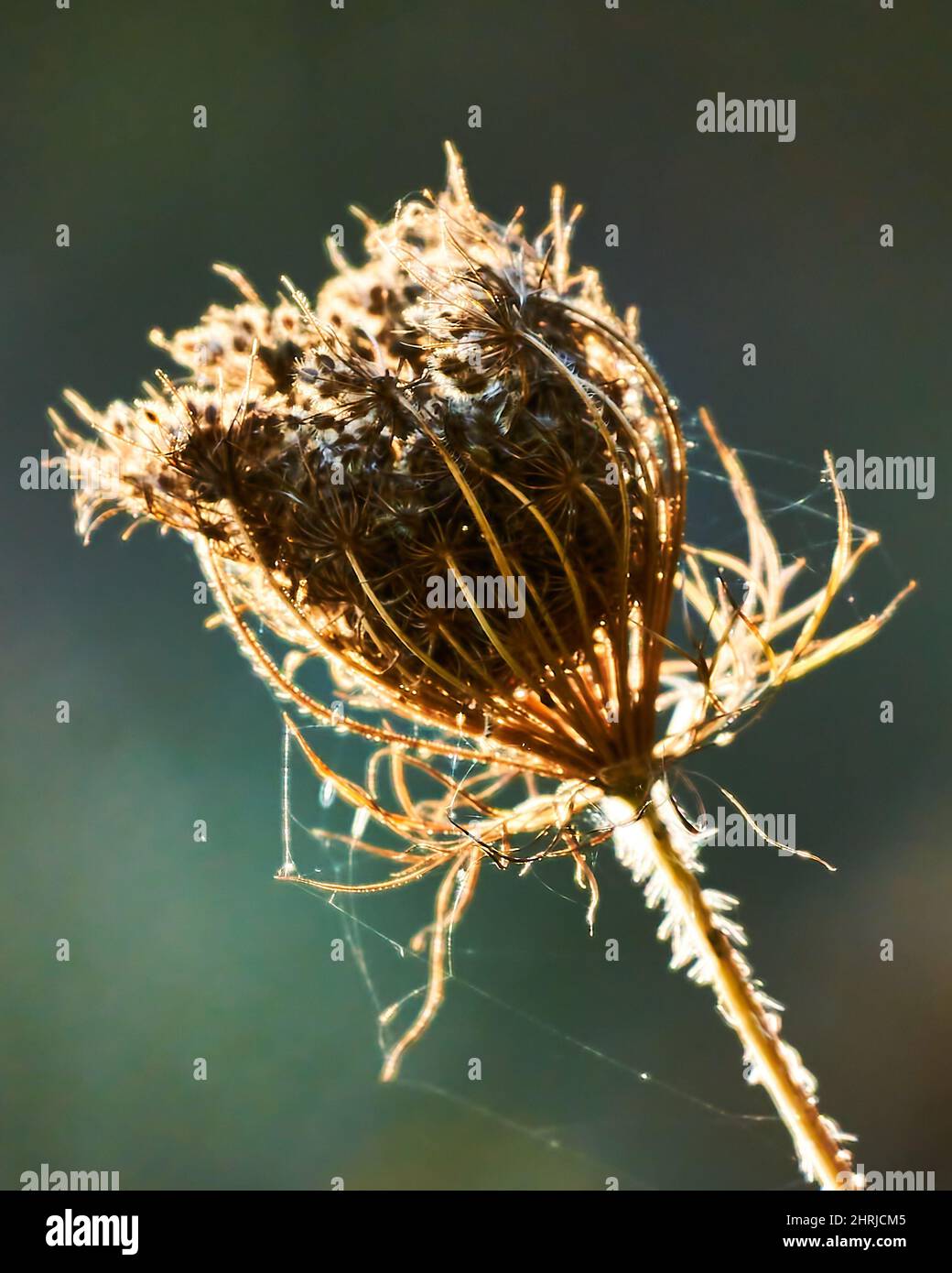 Dry dead queen Anne's lace plant Stock Photo - Alamy