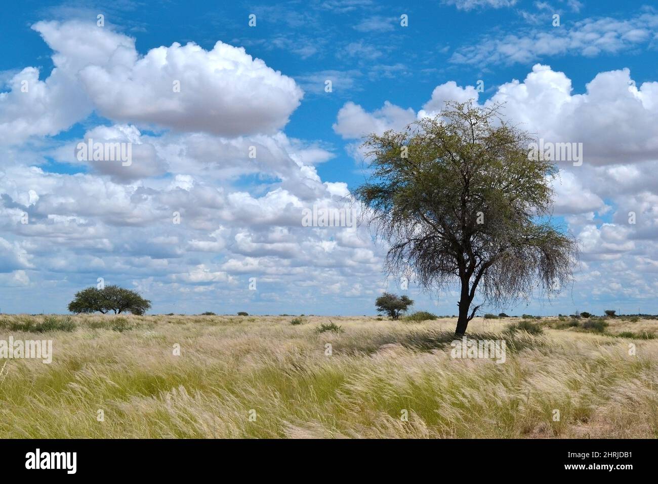 Fantastic african savanna landscape, covered with tall grass and trees ...