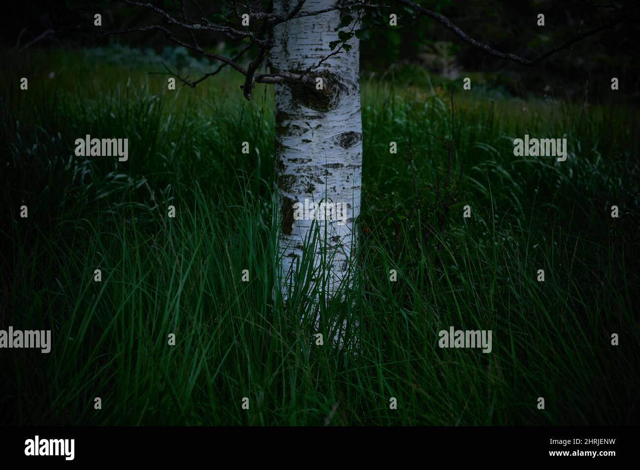 Close up of white tree trunk in a green field Stock Photo - Alamy
