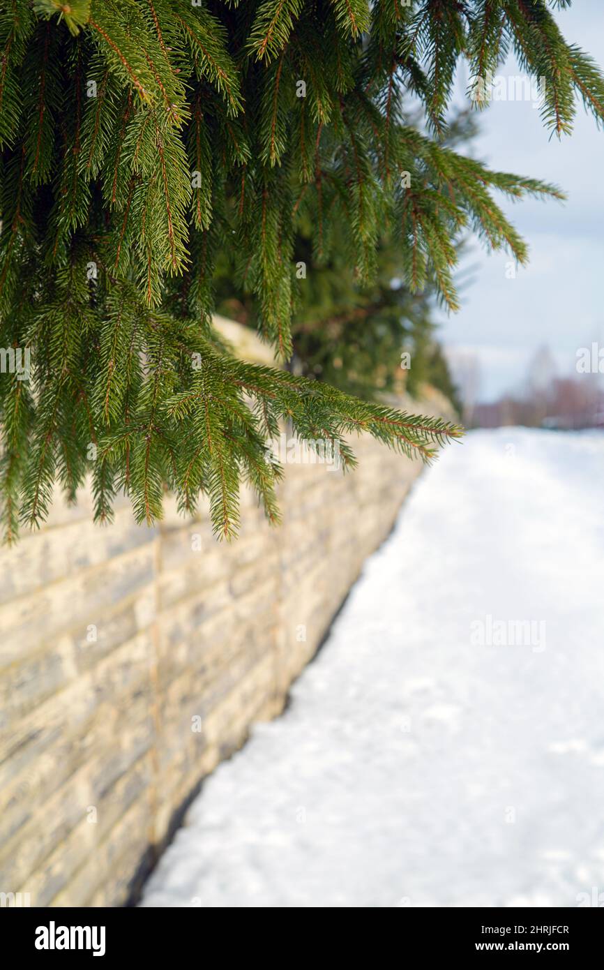 spruce branches hanging over an old wooden fence Stock Photo - Alamy