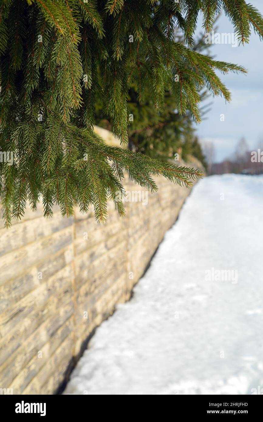 spruce branches hanging over an old wooden fence Stock Photo - Alamy