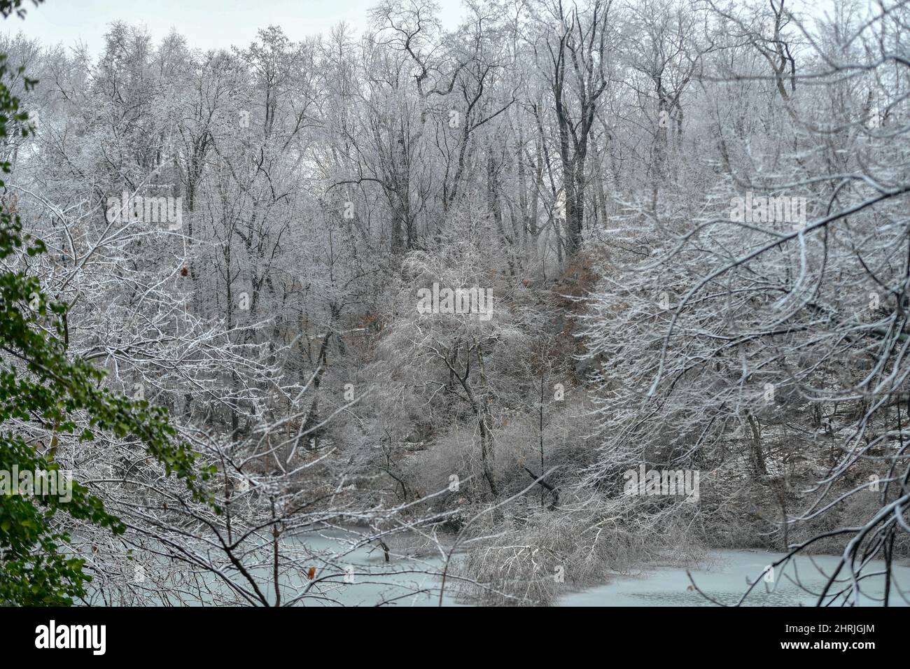 Icicles cover the trees in Central park as cold weather causes icing on ...