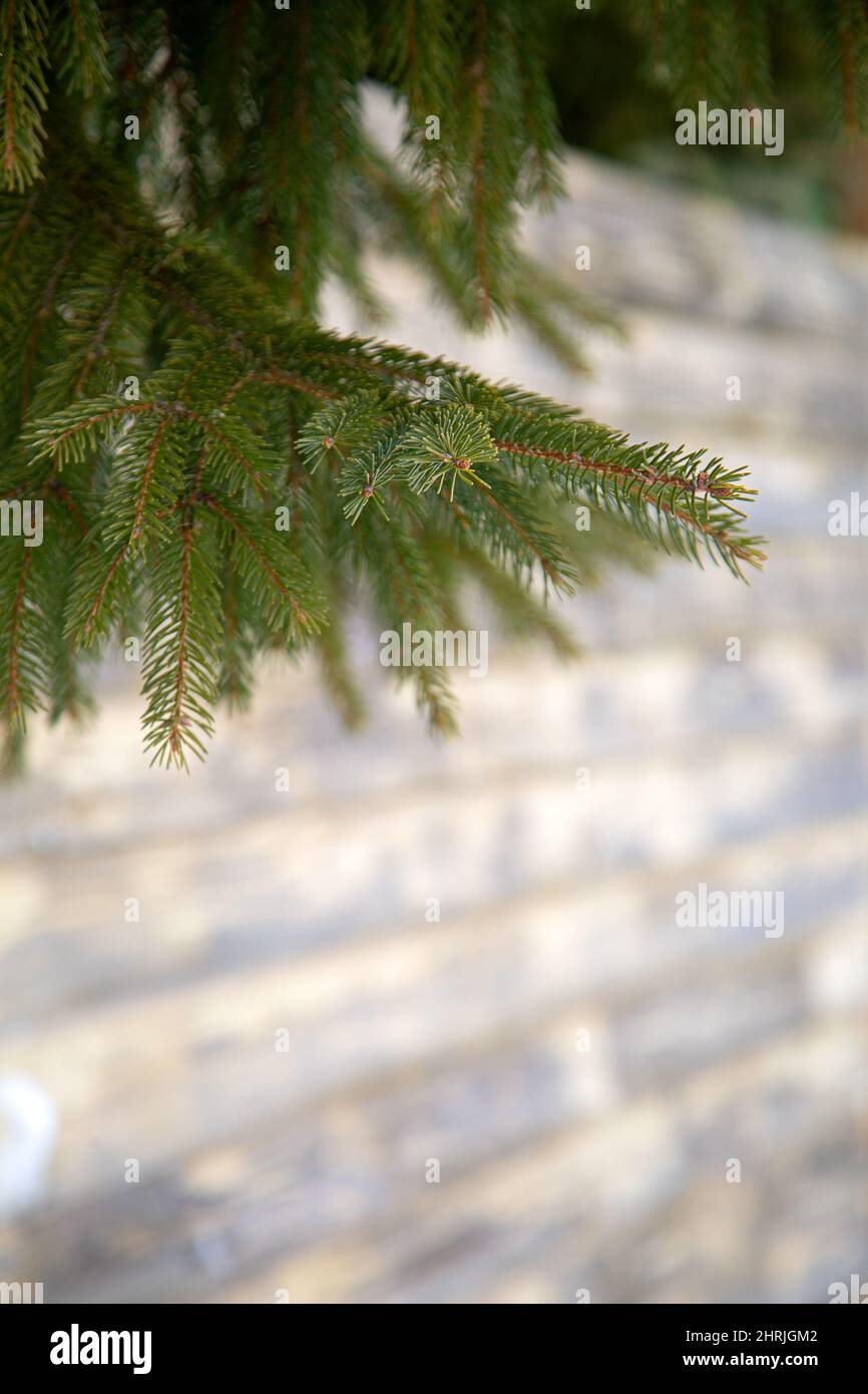 spruce branches hanging over an old wooden fence Stock Photo - Alamy
