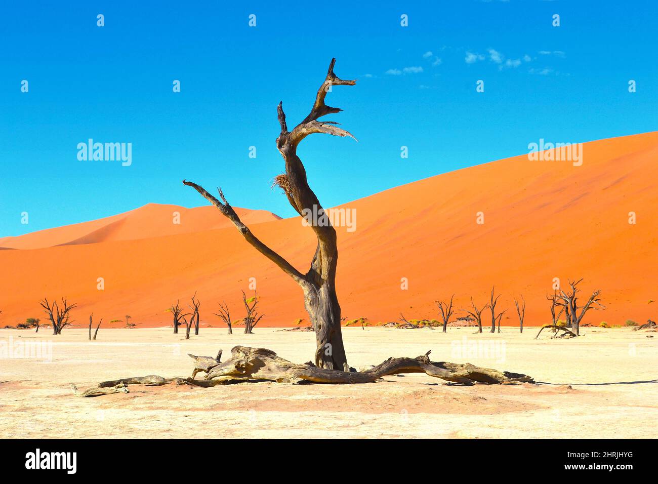 Dead trees in dry Deadvlei salt pan, Namib Naukluft Park, Namibia ...