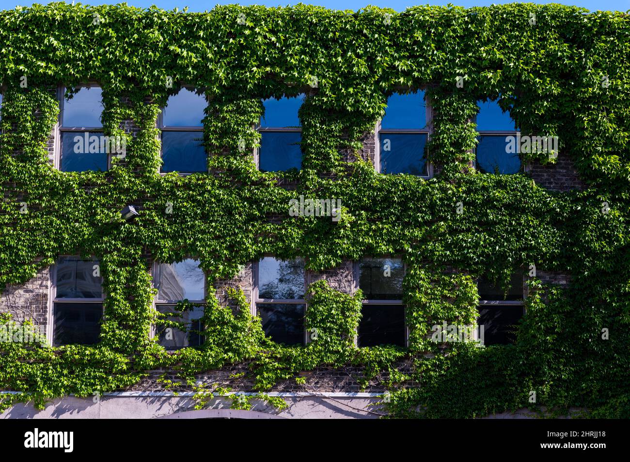 Wall of a building completely covered with green dense leaves of a ...