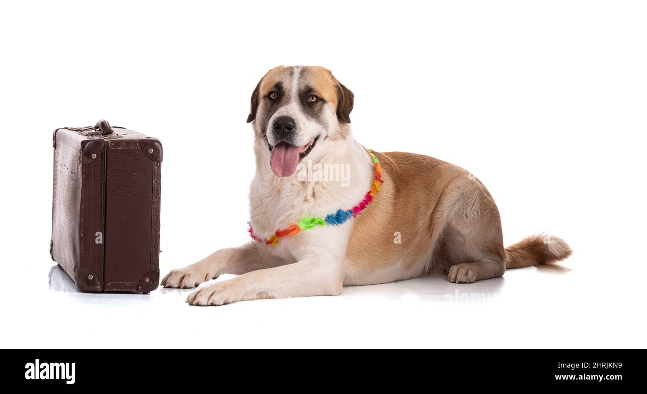 Great Pyrenees or Pyrenean mountain dog with a suitcase on white ...