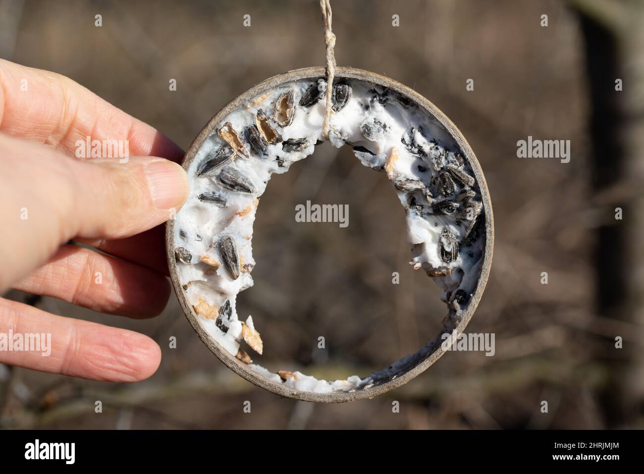 A ring of birdseed, consisting of fat and seeds, hangs on a branch in ...