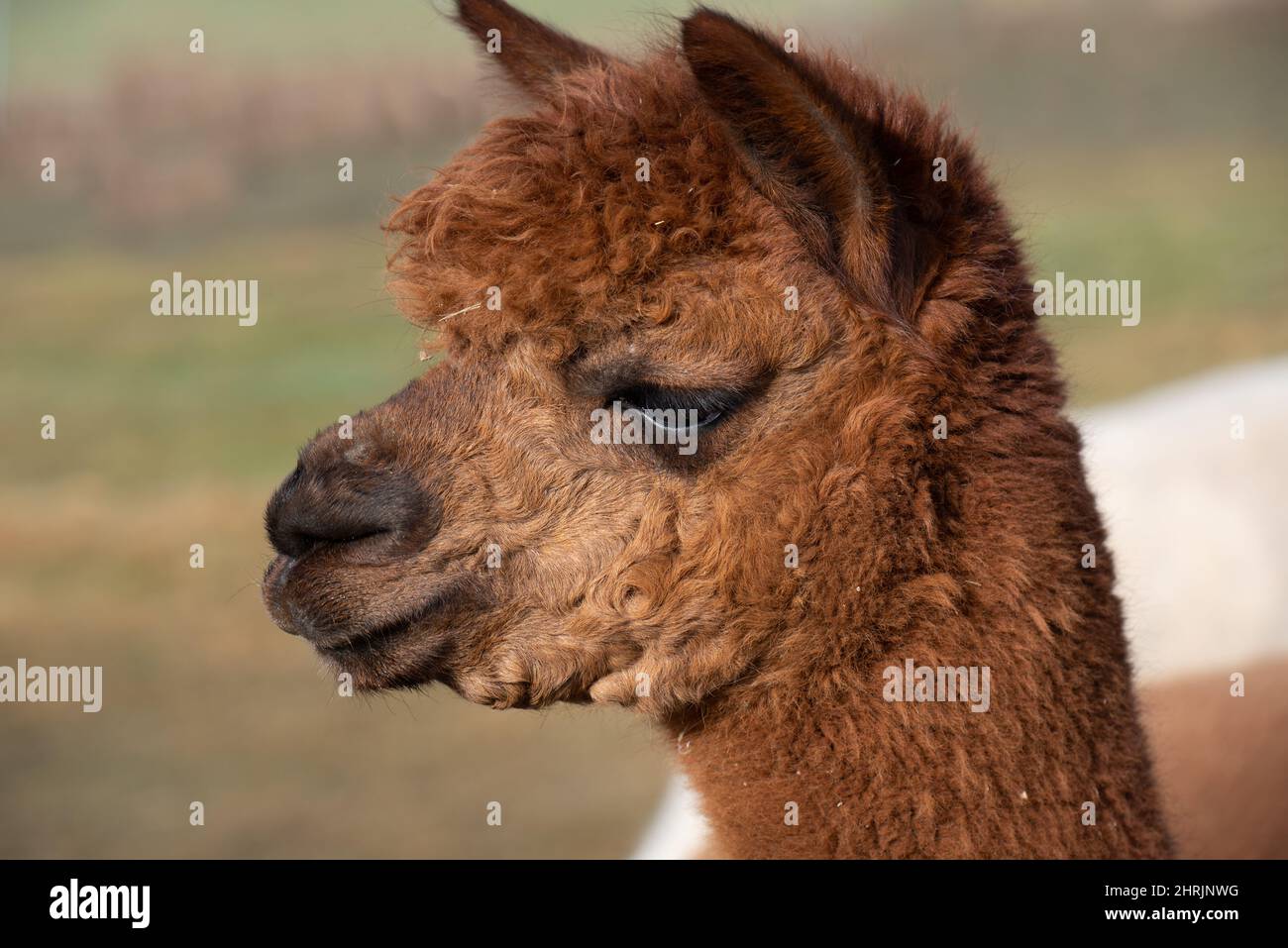 Portrait of a young brown alpaca standing in a pasture with big eyes ...