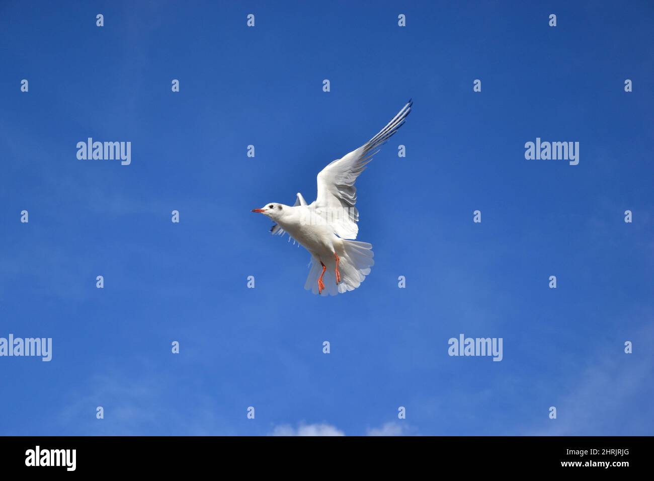 A seagull (Larus argentatus), close up, catching a bite in flight Stock ...