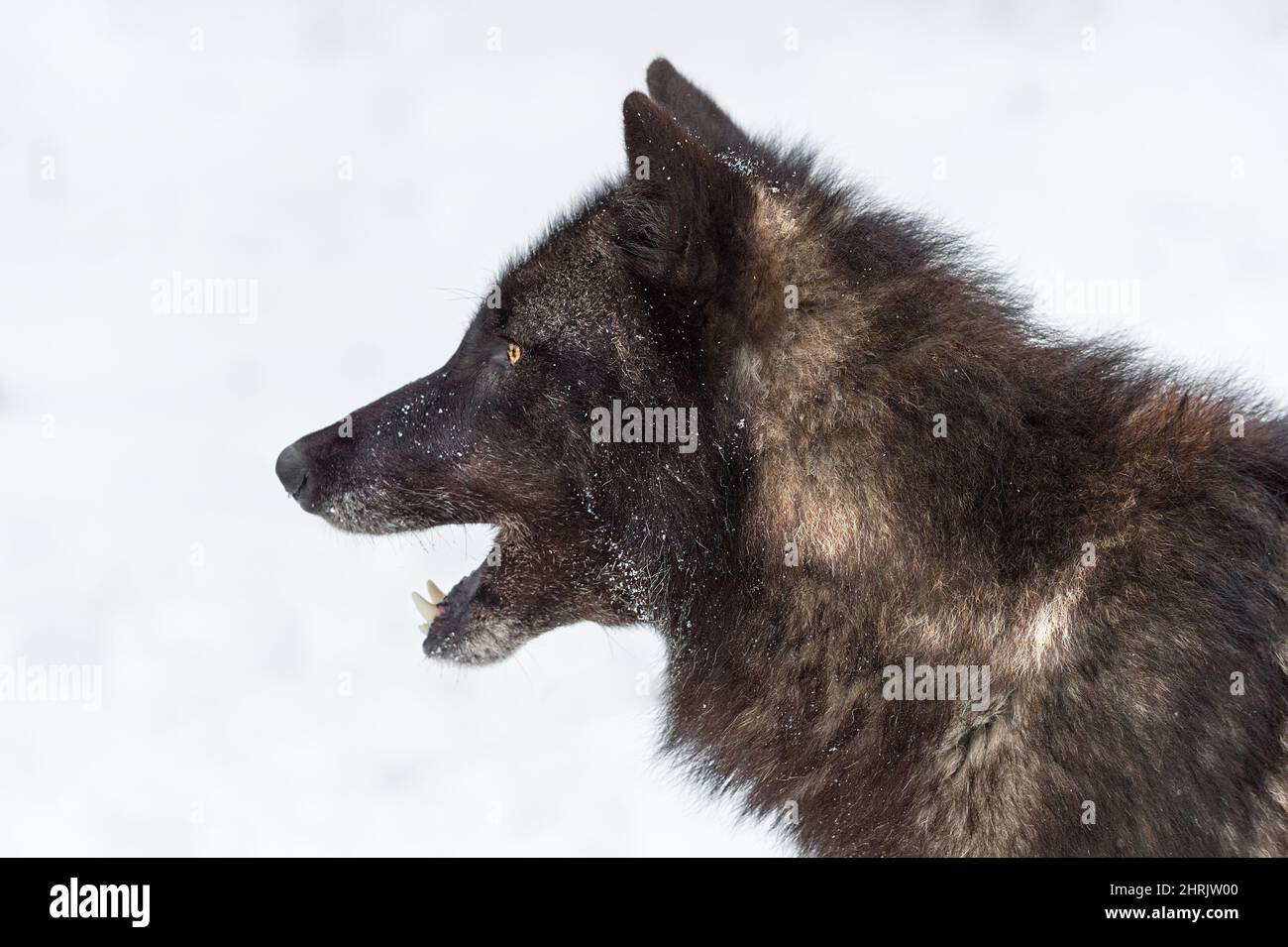 Black Phase Grey Wolf (Canis lupus) Looks Left Against White Mouth Open ...