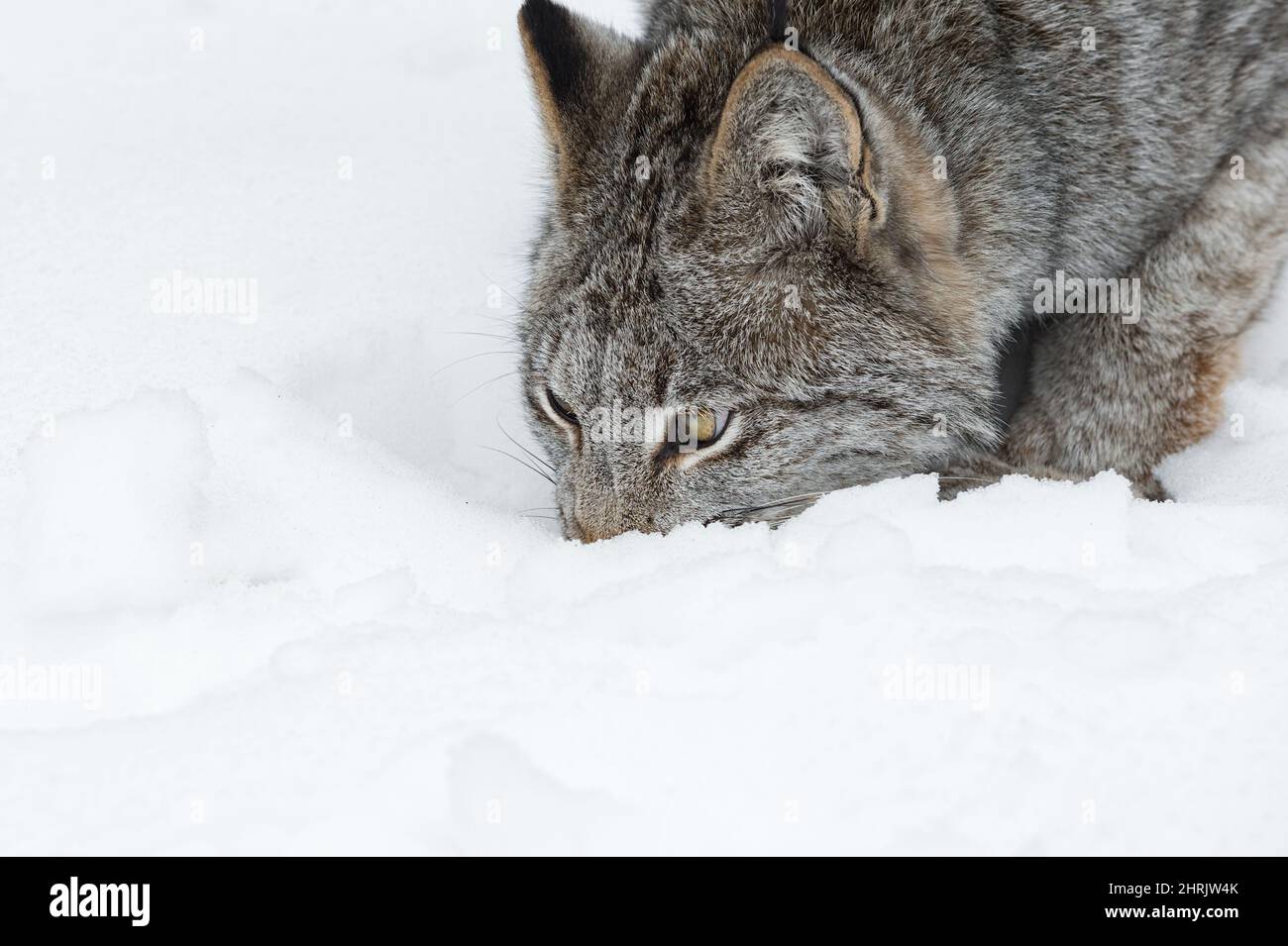 Canadian Lynx (Lynx canadensis) Nose in Snow Winter - captive animal ...