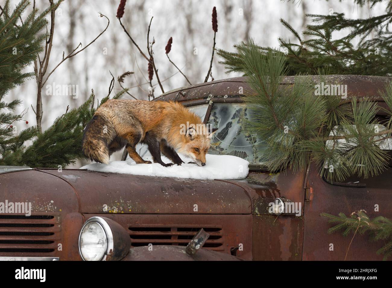 Old red fox vulpes hi-res stock photography and images - Alamy